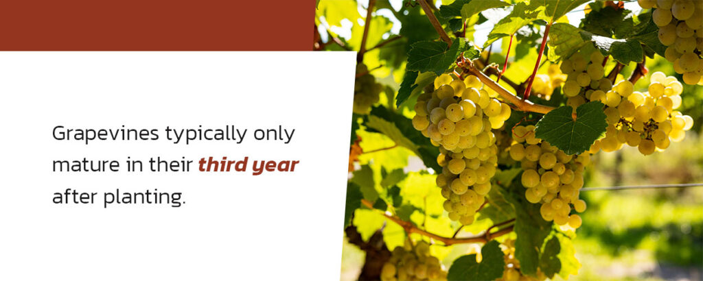 How Vineyards Grow their Grape Crops | Pequea Machinery